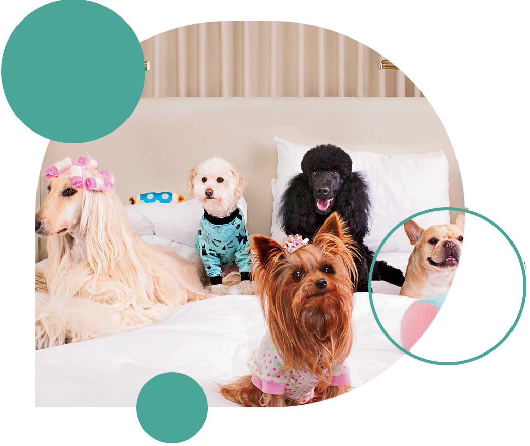 Bed And Biscuit – Bed And Biscuit